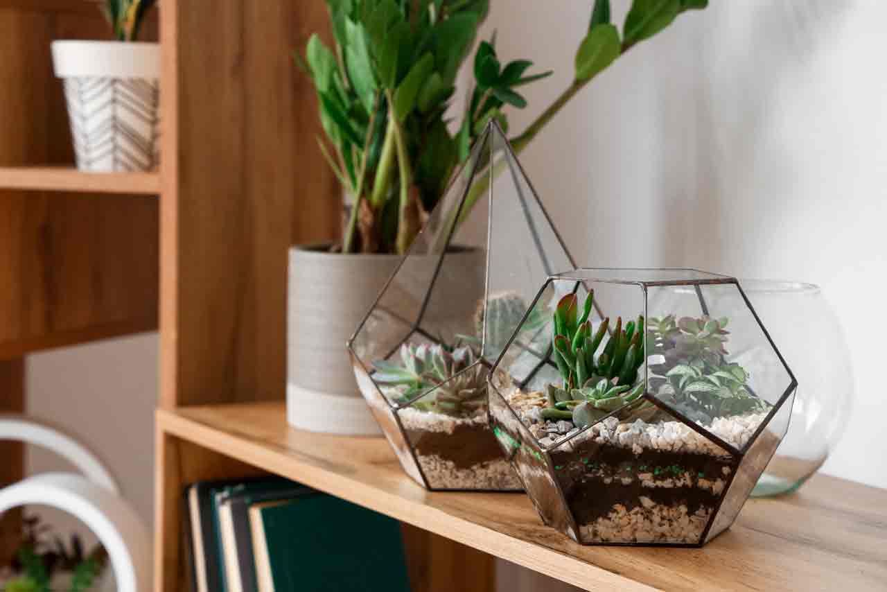 Cos’è il terrario per le piante e come realizzarne uno in casa - Guida ...